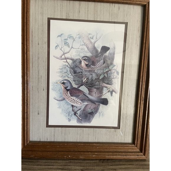 Roger Peterson | Art | Roger Tory Peterson Prints | Poshmark